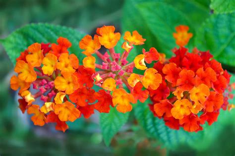 Annuals Flowers