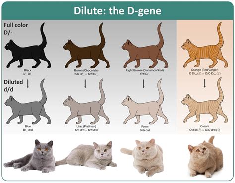 Cat Genetics