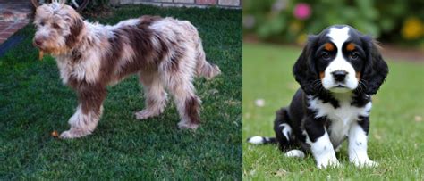 English Cocker Spaniel Vs Aussie Doodles Breed Comparison