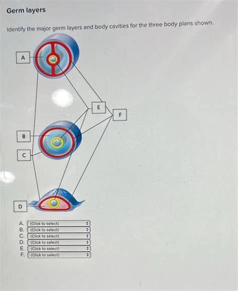 Solved Germ Layers Identify The Major Germ Layers And Body