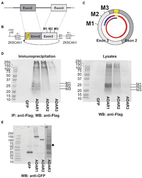 After Adenosine To Inosine Rna Editing Circman2a1 Is Expressed As