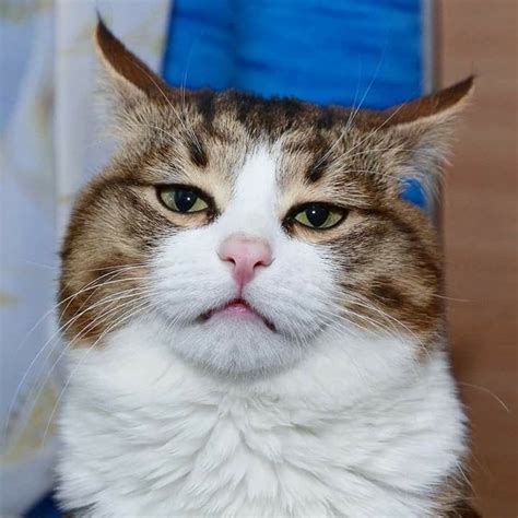 Seriously Funny Cat Faces Funny Cats Cats