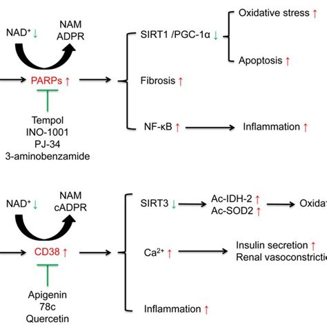 Effects Of Poly Adp Ribose Polymerases Parps And The Cyclic