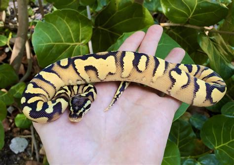 Zebra Ball Python Traits Morphpedia