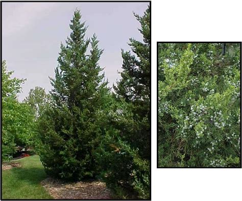 Fairview Juniper Hinsdale Nurseries Welcome To Hinsdale Nurseries