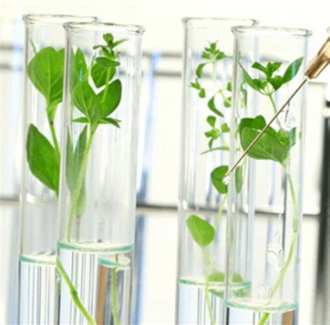 Superlab Tests The Ecotoxicity In Taïwan Skinobs