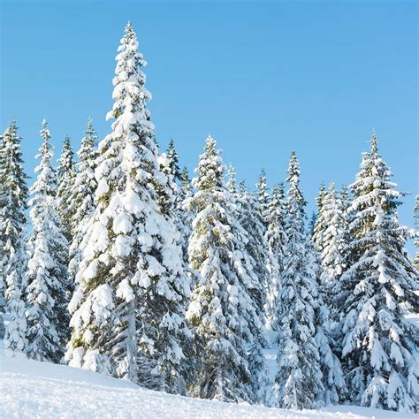 Norway Spruce Trees For Sale