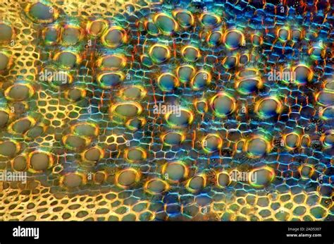 Wild Cabbage Stem Polarised Light Micrograph Of A Cross Section Through Vascular Tissue In The