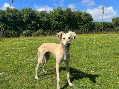 Donny Dog To Adopt With Ispca