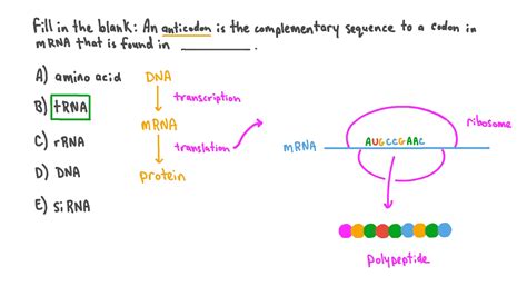 Mrna Trna And Rrna Youtube Types Of Rna And How To Extract Or Purchase