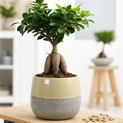 Exotic Ficus Microcarpa Seeds 30 Pcs