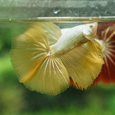 Dragon Scale Halfmoon 15 Weeks Old Betta Squad Usa Llc