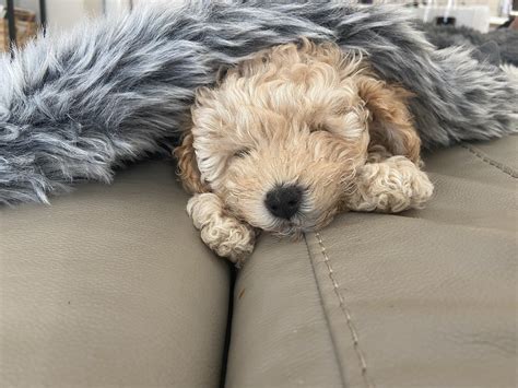 Just Picked Up Our First Cockapoo Pup Hes Settled In And Tired Himself Out In The Process