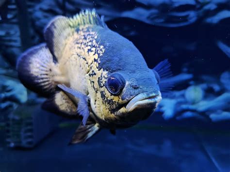 Freshly Caught Peacock Bass From The River Peacock Bass Comes From The