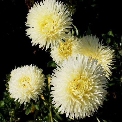 Aster Seeds Yellow Double Flowered Aster Flower Seeds