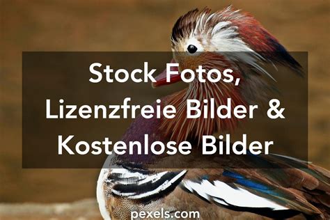300000 Bunte Ente Bilder Und Fotos · Kostenlos Downloaden · Pexels