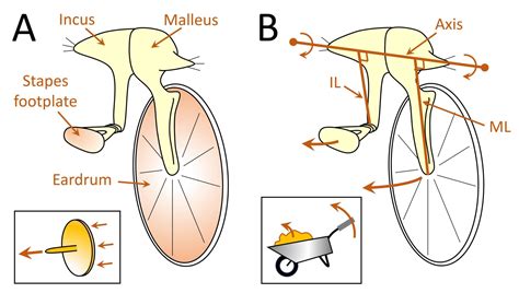 Middle Ear Ossicles