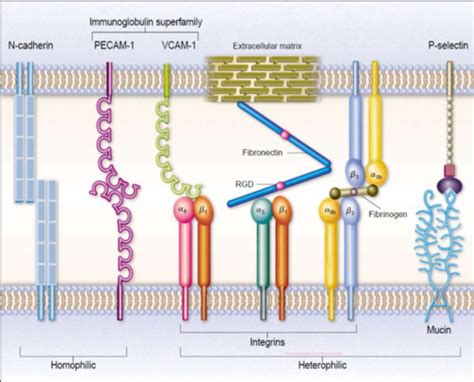 Lecture 52 Cellular Adhesion Molecules Flashcards Quizlet