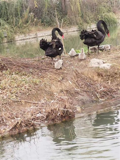 校园萌宠”黑天鹅家族喜添新成员