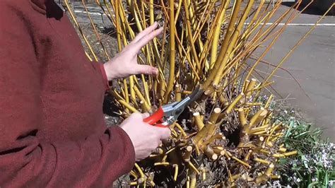 Pruning Coloured Stems Willow Salix Alba Var Vitellina Britzensis