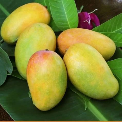 Seasonality Chart All Things Mango