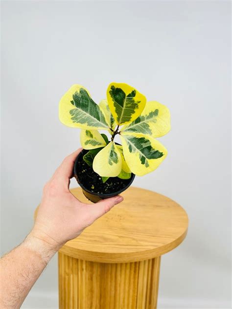 Ficus Triangularis Variegated Uprooted Buy Plants Online Australia