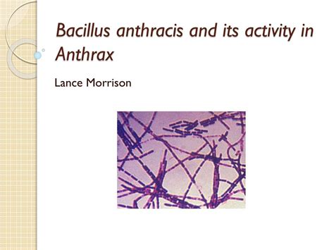 Ppt Bacillus Anthracis And Its Activity In Anthrax Powerpoint Presentation Id 2127263