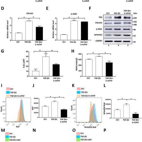 Mitochondrial Folate Pathway Is Involved In Myofibroblast Download Scientific Diagram