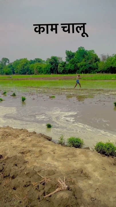 Gaaw Ka Khet Village Kheti Dhhan Ka Khet Dhan Khet Vlog Youtube