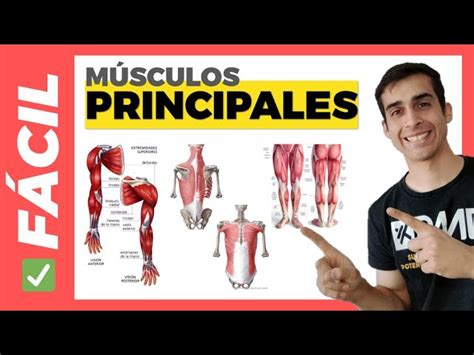Esquema De Los Principales Músculos Del Cuerpo Humano Guía Visual Y