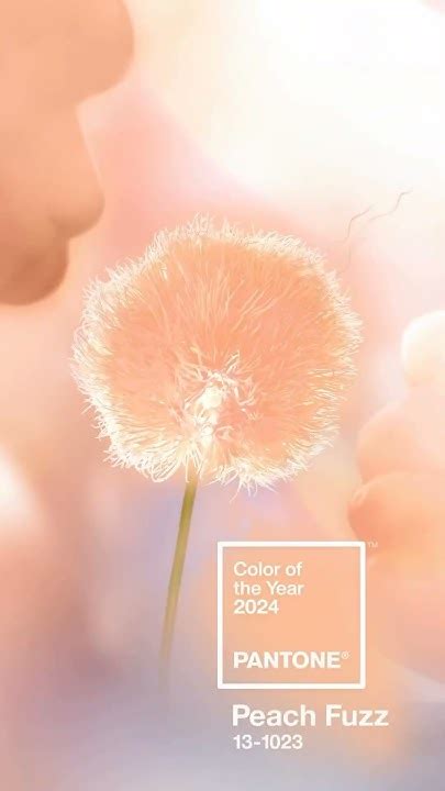 رنگ سال هلویی مخملی Youtube