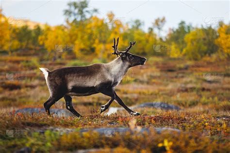 一群驯鹿驯鹿在瑞典的拉普兰的阿比斯科国家公园里放牧素材 花瓣网