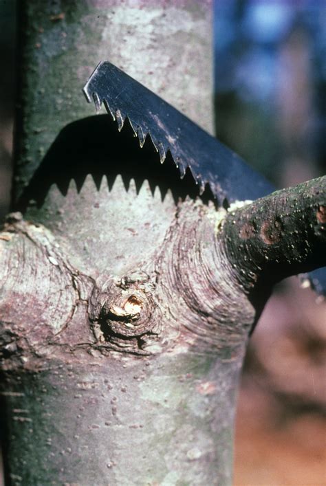 Tree Pruning Walter Reeves The Georgia Gardener