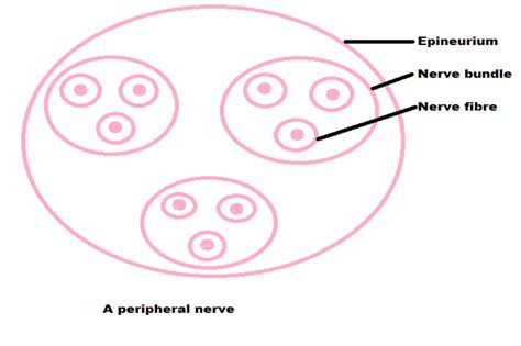Easyhumanatomy Organization Of Peripheral Nerve Vs Organization Of