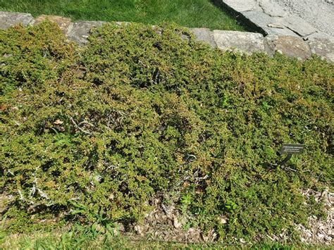 How To Propagate How To Propagate Cotoneaster Adpressus