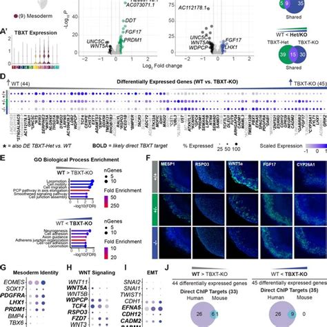 Tbxt Dose Influences Downstream Gene Expression In A Dose Dependent Download Scientific Diagram