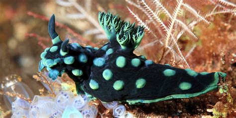 Nudibranch