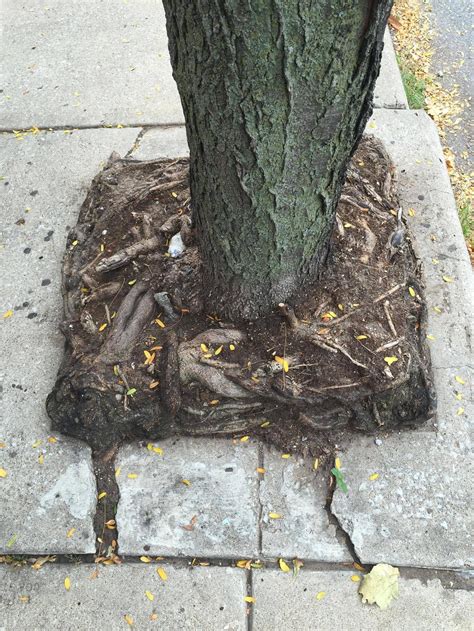Square Root Tree Rmildlyinteresting