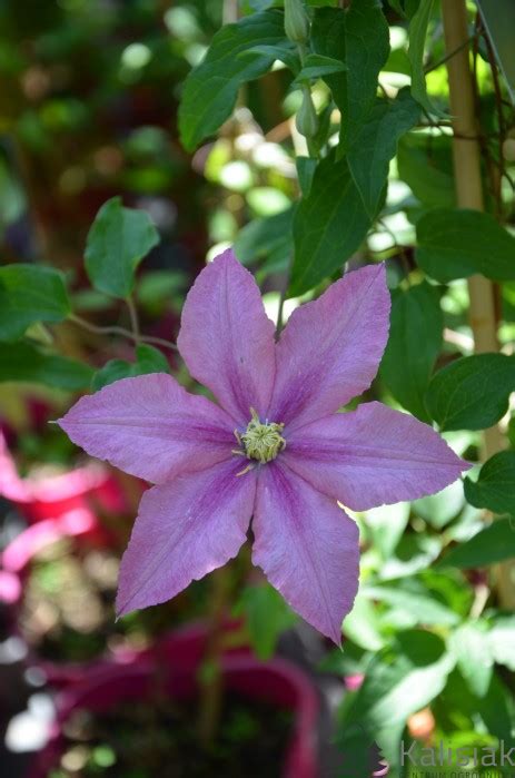 Clematis Rosamunde Powojnik