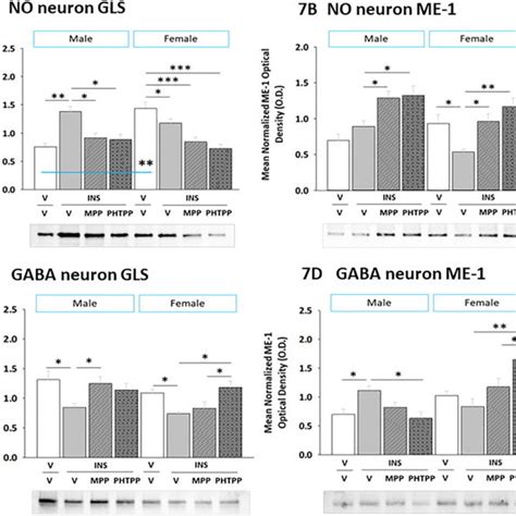 Role Of Erα And Erβ In Sex Specific Vmn Nitrergic Neuron Alpha 1