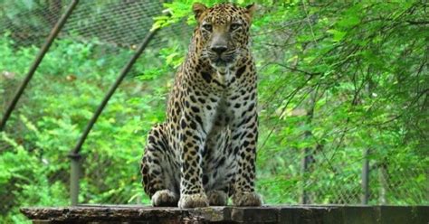 Nirav Modi Accused Of Bribing Pnb Officials Sex Ratio Improvement In Rajasthan And Other Top News