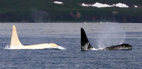 Wildlife Photographer Captures The Appearance Of Exceptionally Rare