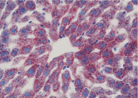 The Hematoxylin And Eosin Hande Staining Of Nc Mouse A ×400 And
