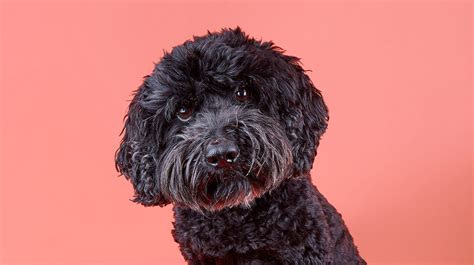Cockapoo Pooch And Mutt
