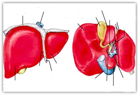 Digestive Liver Gb And Pancreas Part 6 Diagram Quizlet