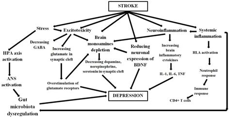 Pathophysiology And Current Drug Treatments For Post Stroke Depression
