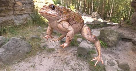 Toad Render Album On Imgur