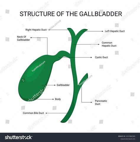 Structure Gallbladder Human Organ Illustration Organ Stock Vector