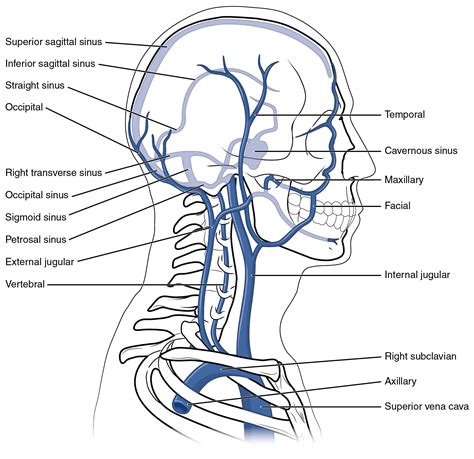 Circulatory Pathways · Anatomy And Physiology