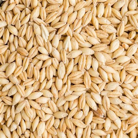 Feedgrain Focus Barley Eases But Wheat Sorghum Hold Ground Grain